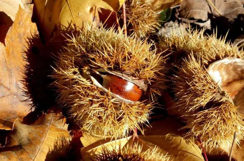 Ramasser les châtaignes · Fully tourisme